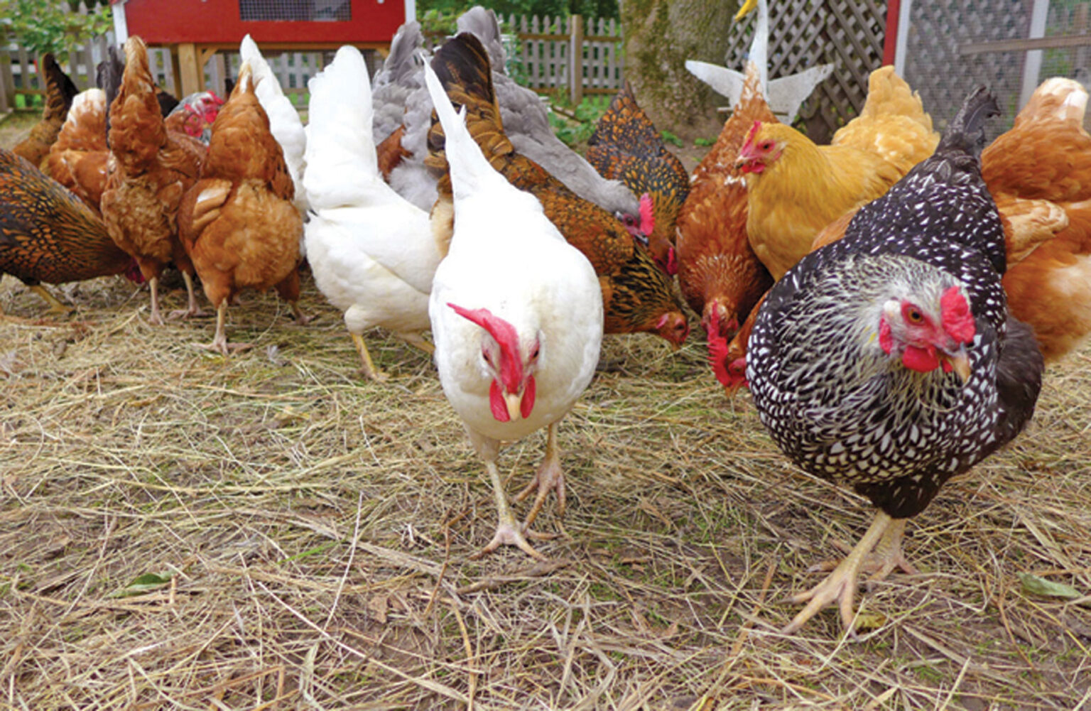 How to Find the Non-Laying Chickens in Your Flock - Backyard Poultry